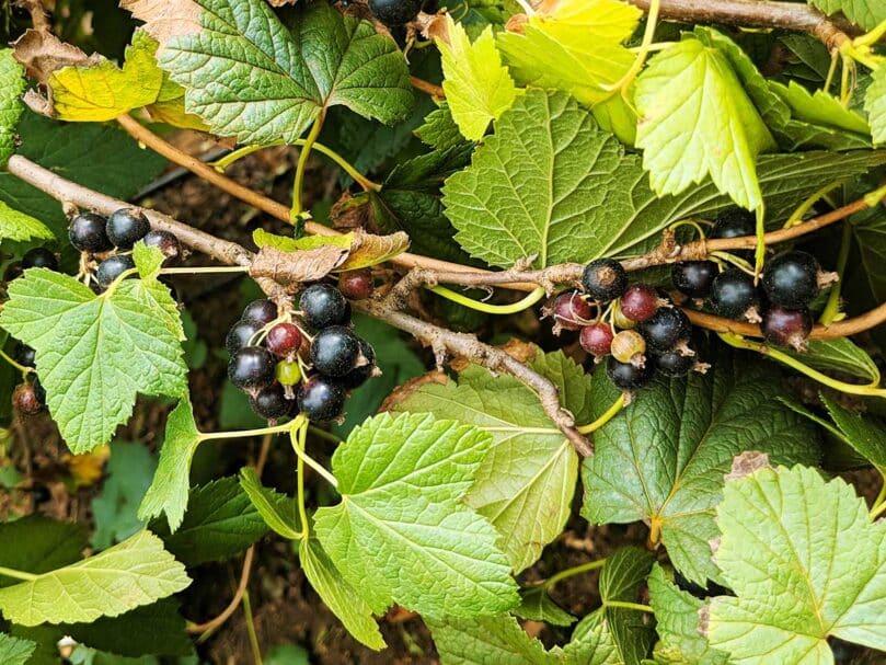 What Does Blackcurrant Taste Like? | Flavorful Home