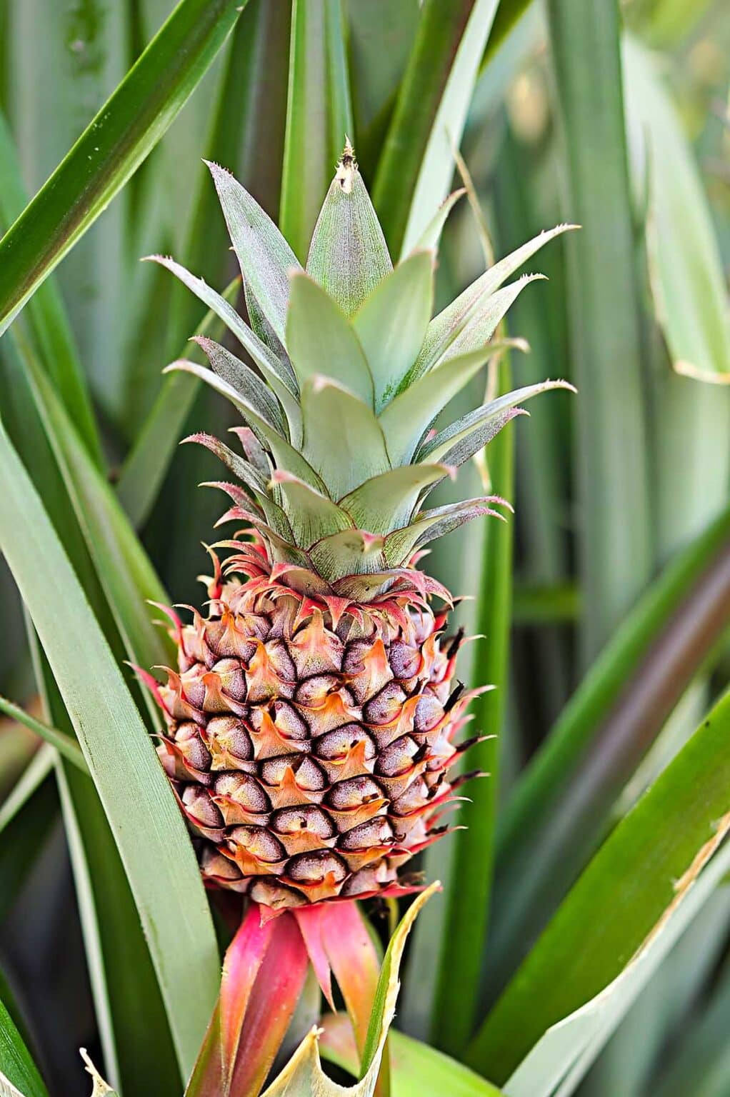Pink Pineapple: Is It Real? - Flavorful Home